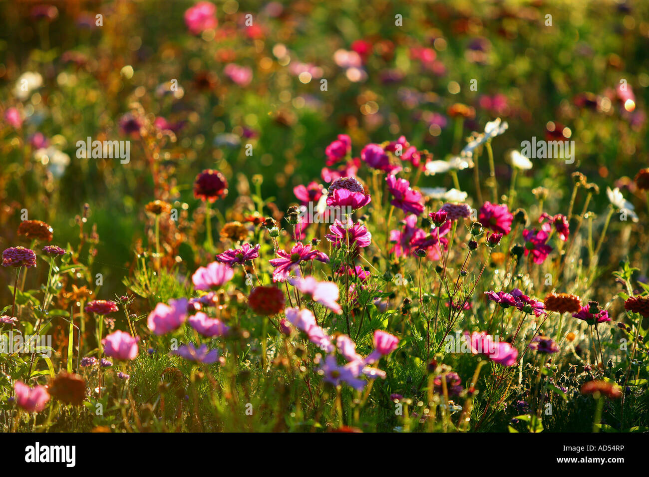 Multicoloured field of flowers Stock Photo - Alamy