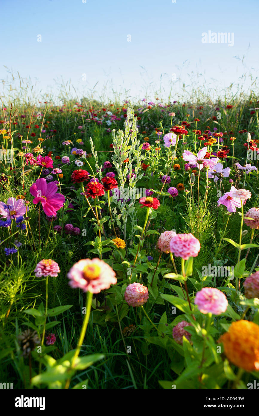 Multicoloured field of flowers Stock Photo - Alamy