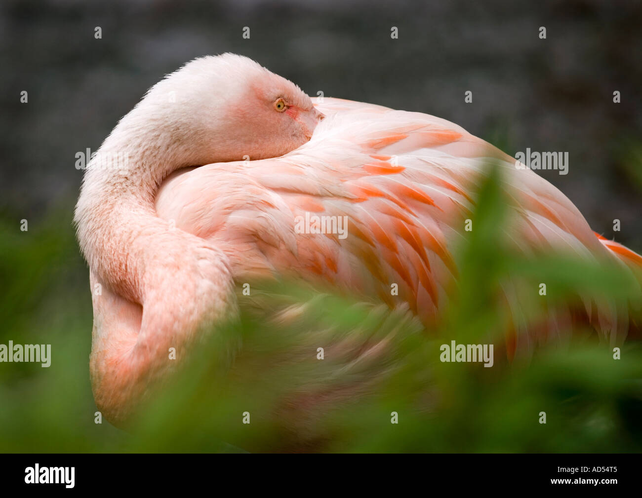 Flamingo flock birds waterbirds hi-res stock photography and images - Alamy