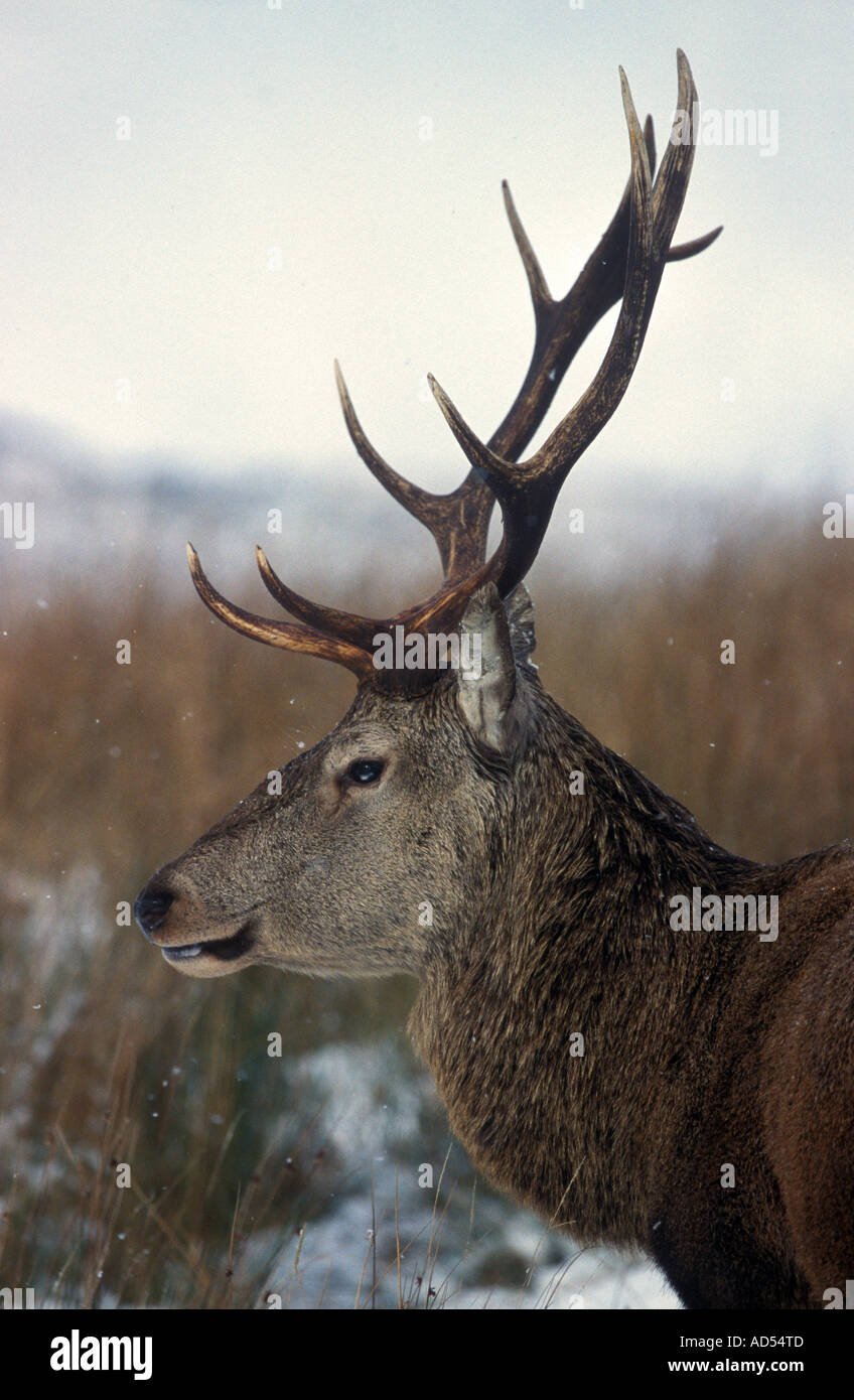 Red deer stag Stock Photo - Alamy