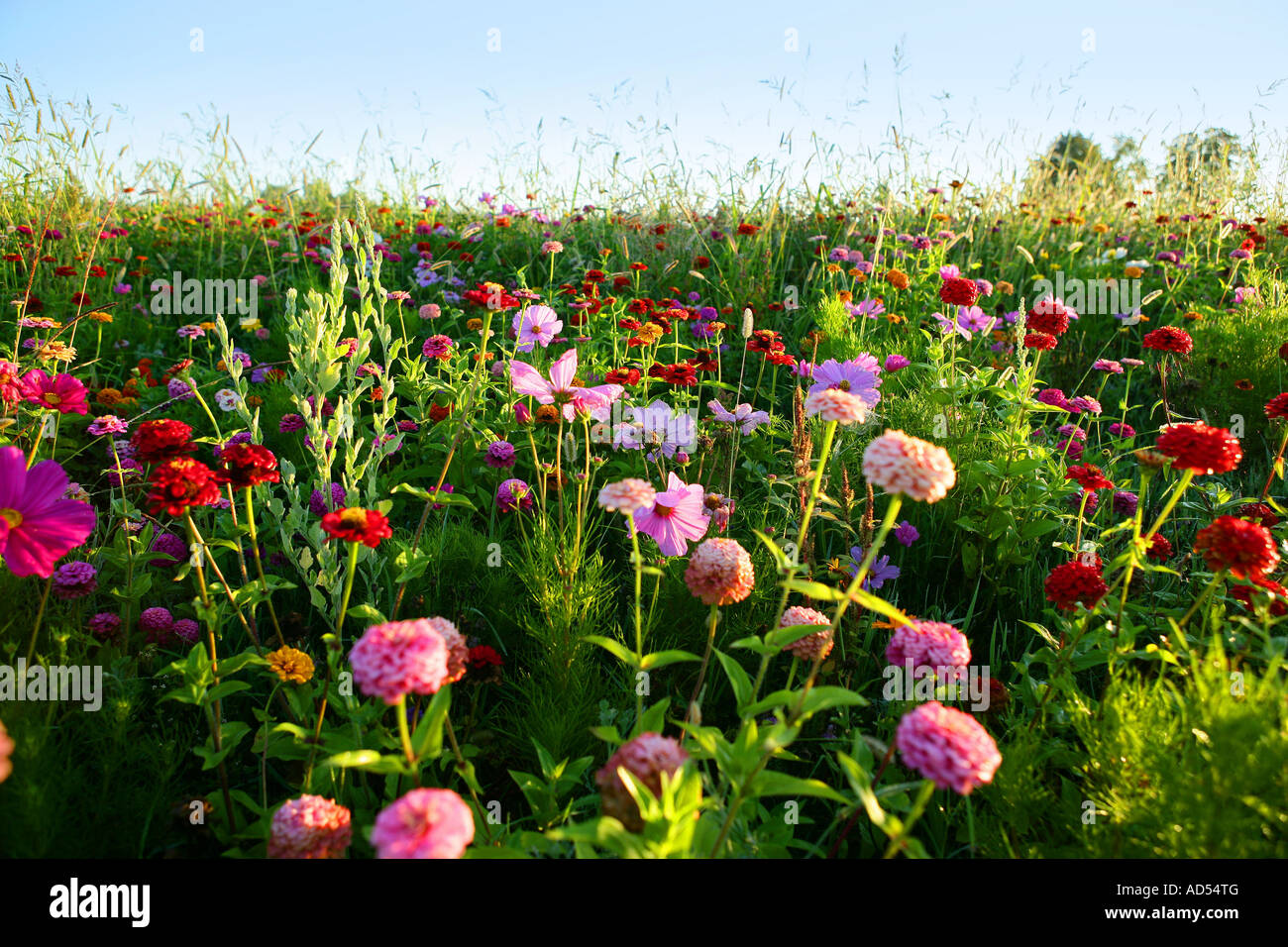 Multicoloured field of flowers Stock Photo - Alamy