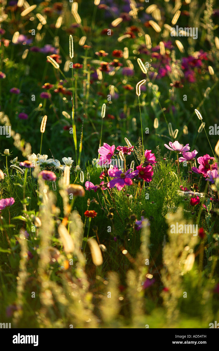 Multicoloured field of flowers Stock Photo - Alamy