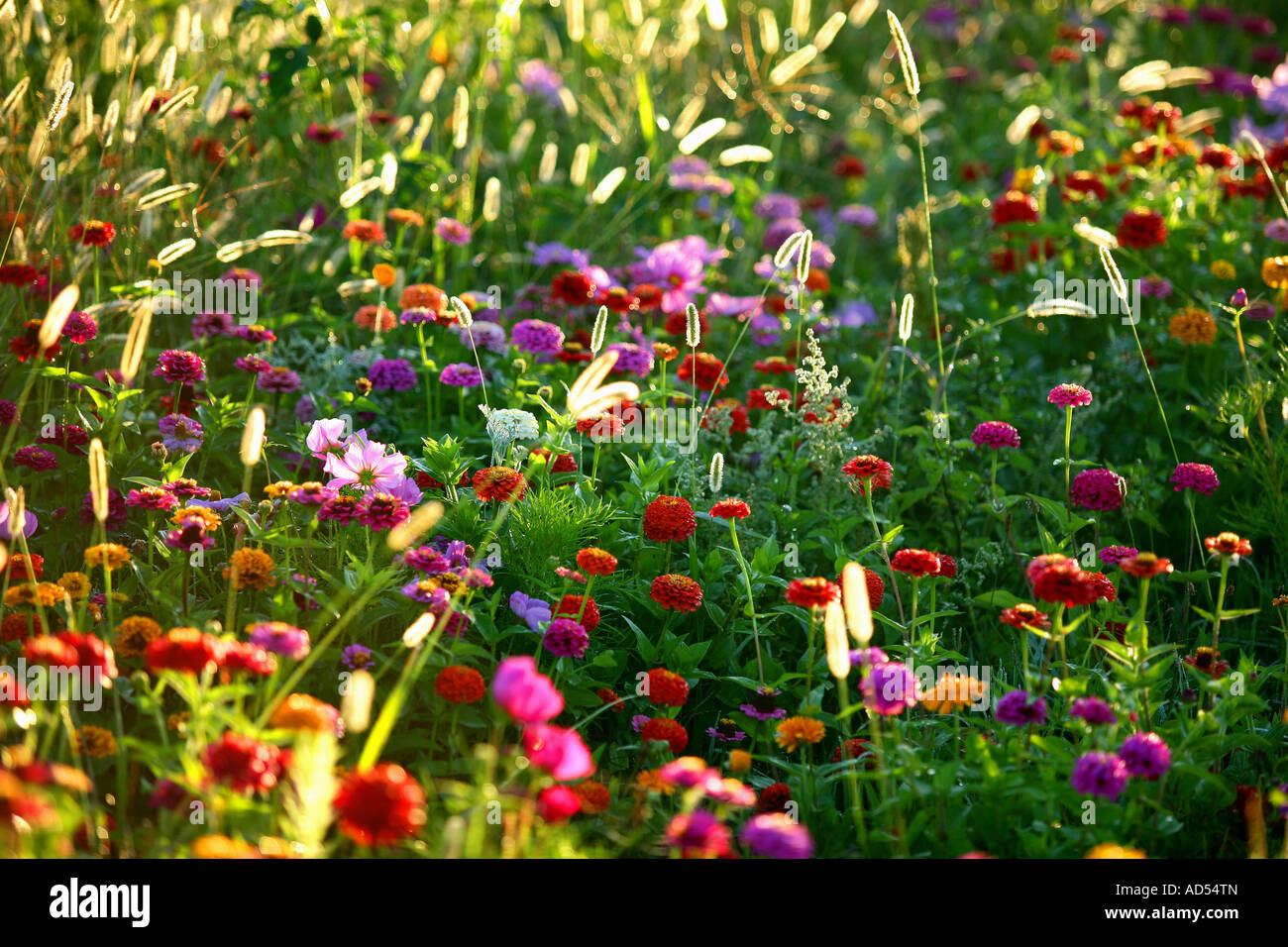 Multicoloured field of flowers Stock Photo - Alamy
