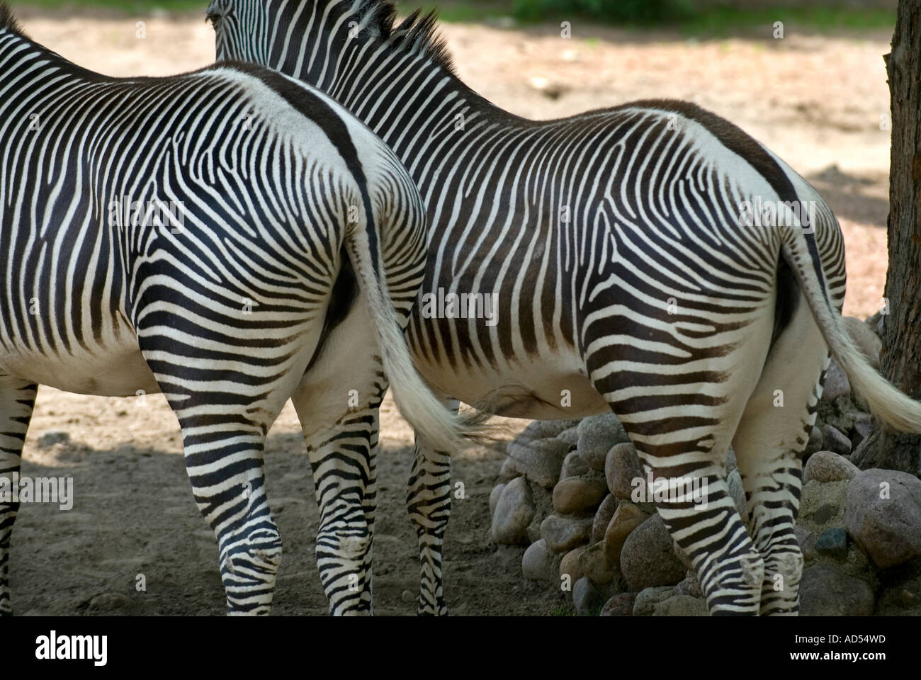 Zebra stripes flies hi-res stock photography and images - Alamy