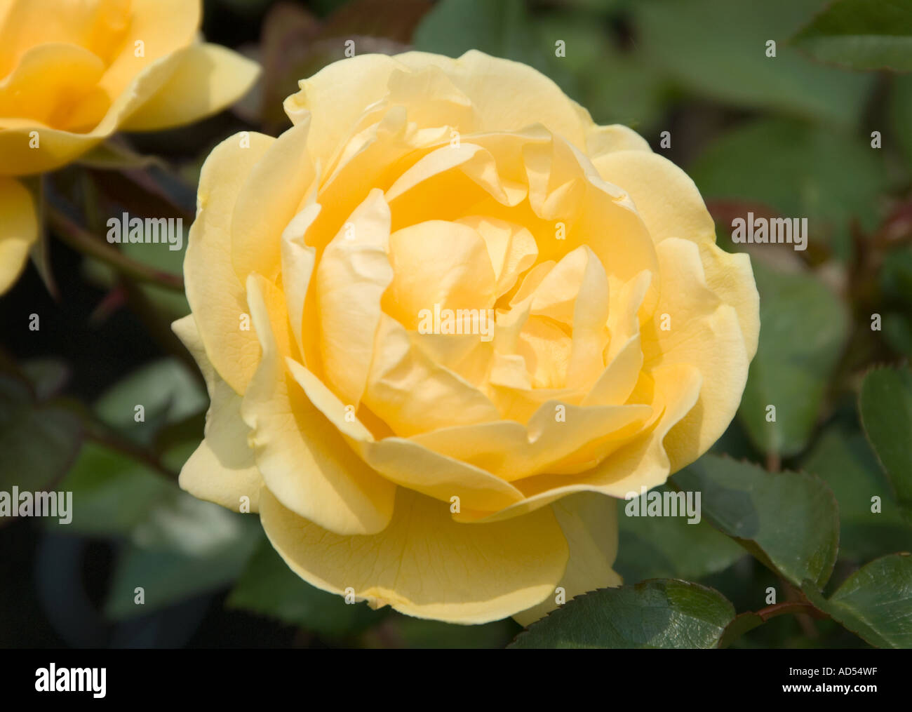 Perfect Yellow Rose (Rosa Stock Photo - Alamy