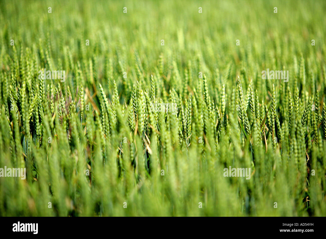 Wheat field close up Stock Photo - Alamy