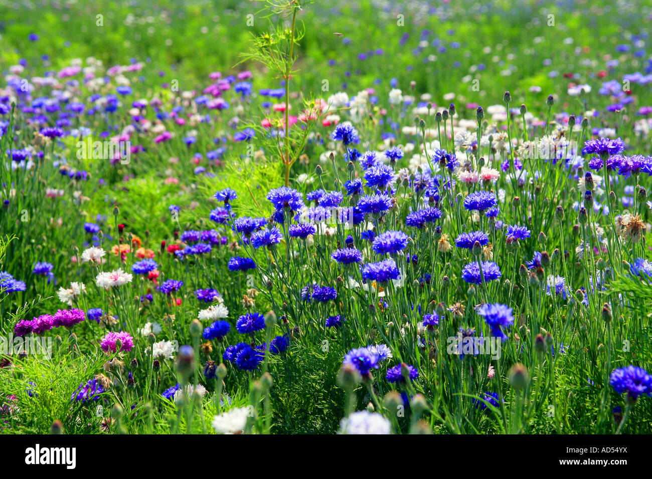 Multicoloured field of flowers Stock Photo - Alamy