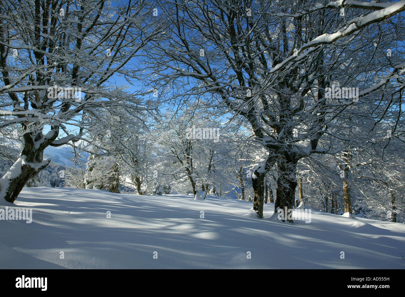 Winter 008 hi-res stock photography and images - Alamy