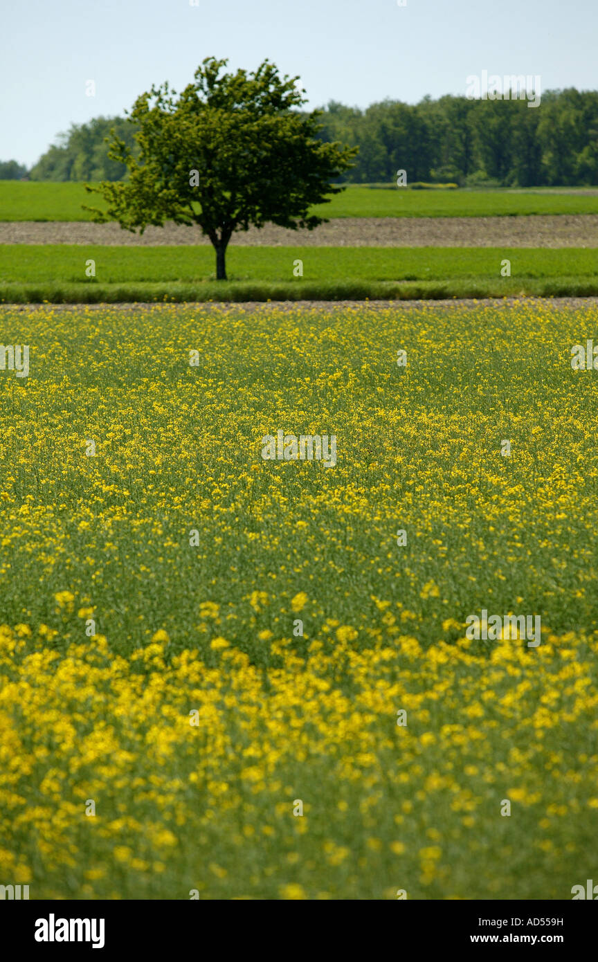 Field of yellow flowers Stock Photo - Alamy