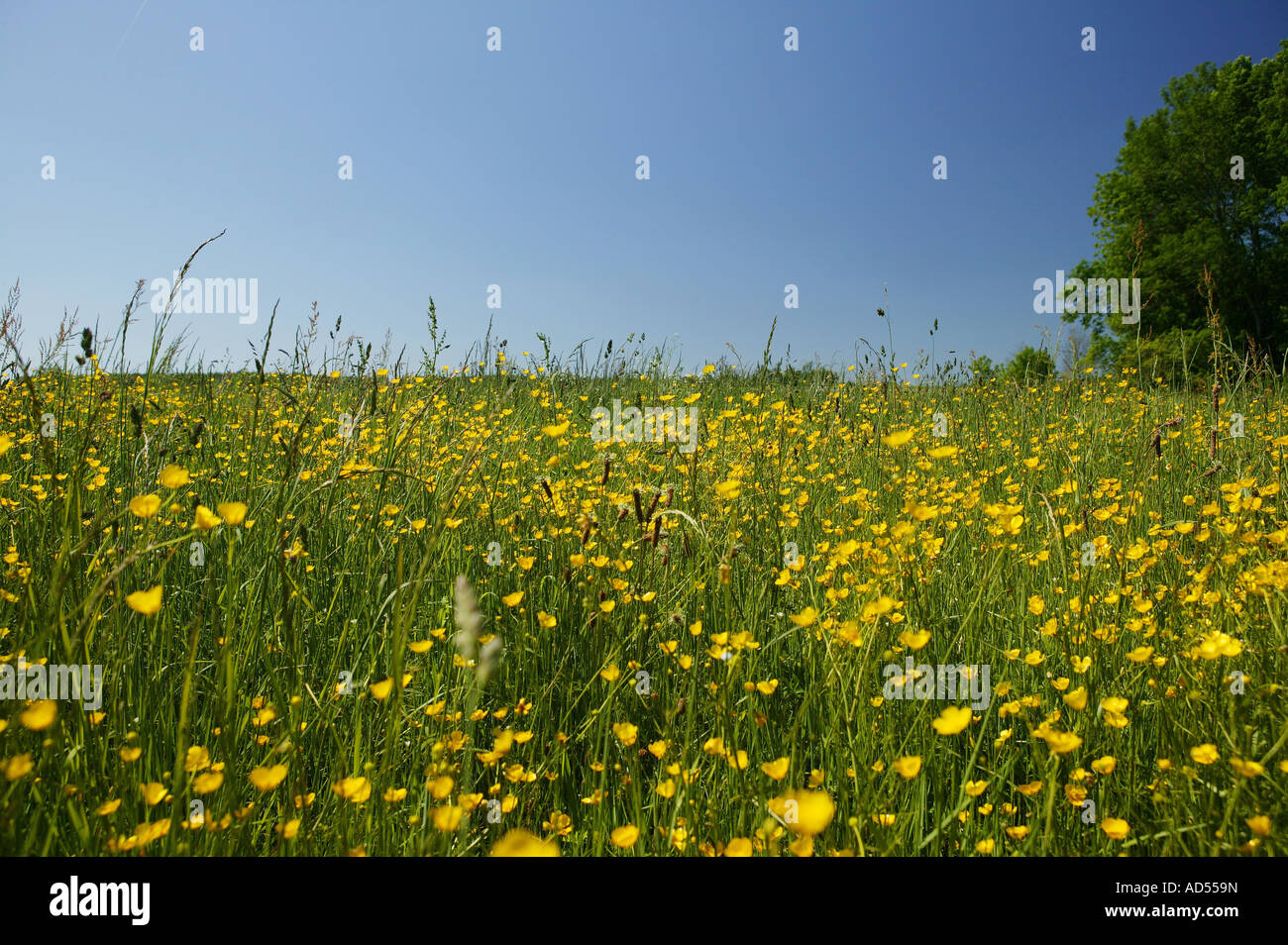 Field of yellow flowers Stock Photo - Alamy