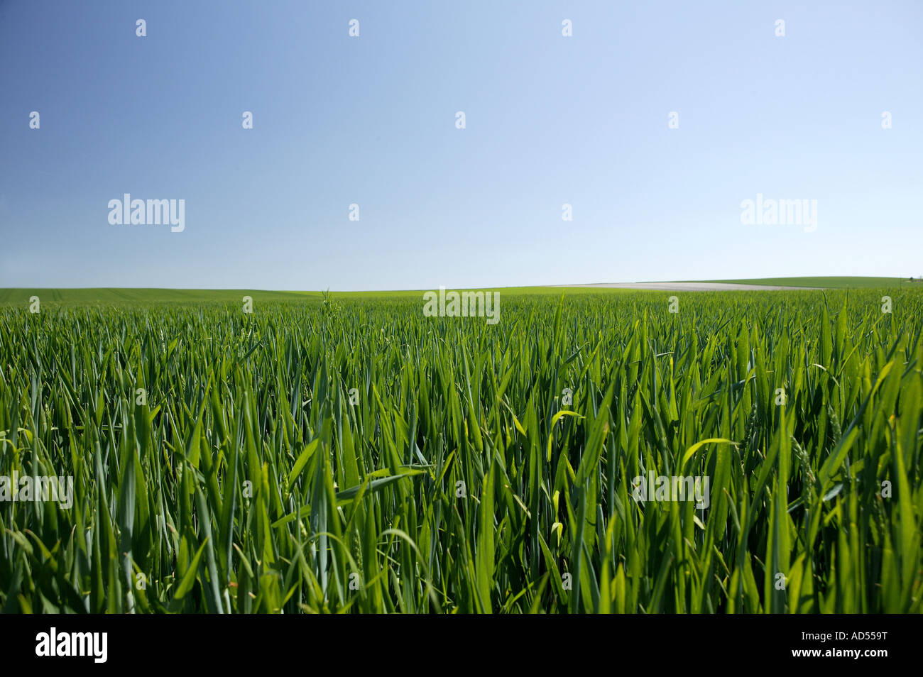Field of green plants Stock Photo - Alamy