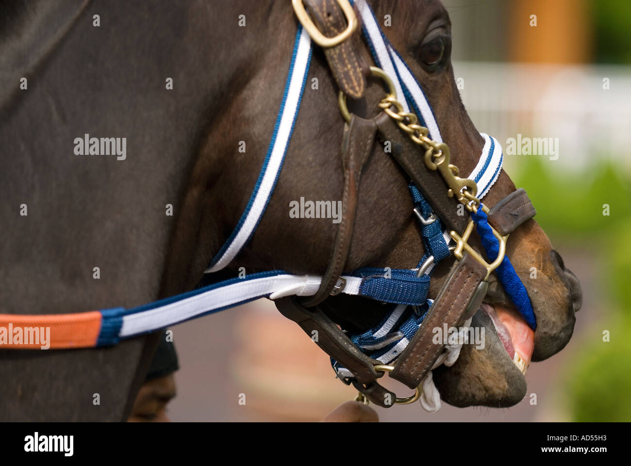 Horses chain hi-res stock photography and images - Alamy
