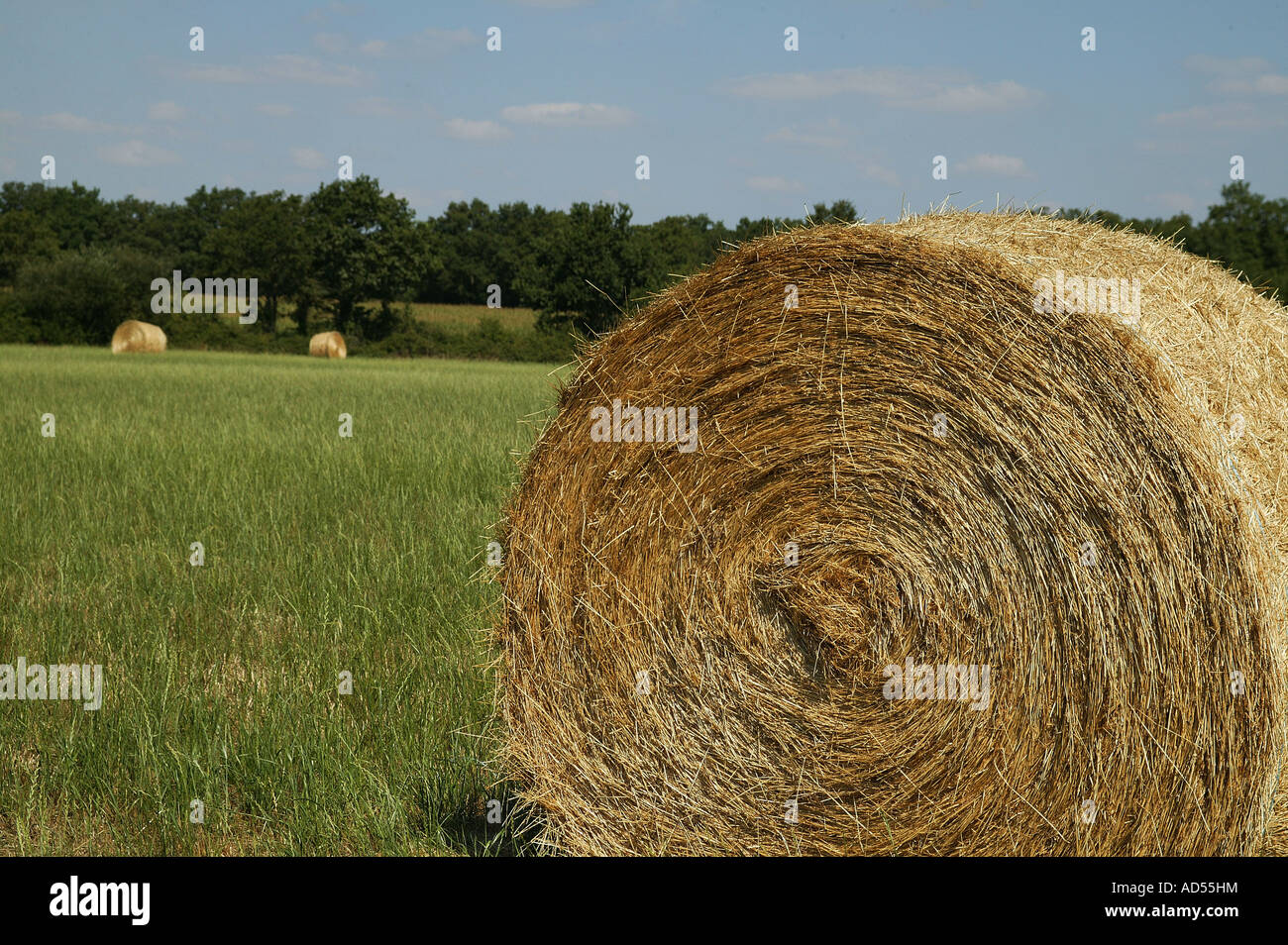 Stacks of hay on a field Stock Photo - Alamy