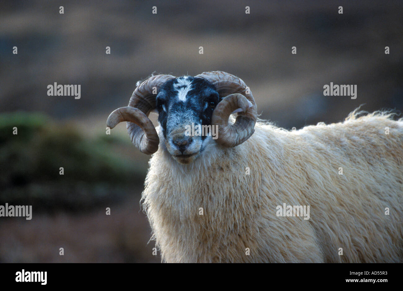 Highland sheep scotland ram hi-res stock photography and images - Alamy