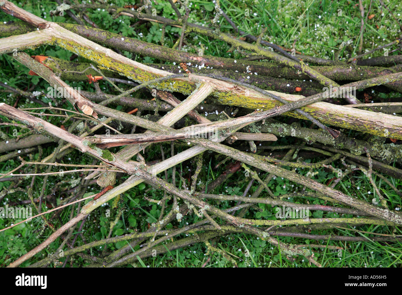 Breakdown of organic waste hi-res stock photography and images - Alamy