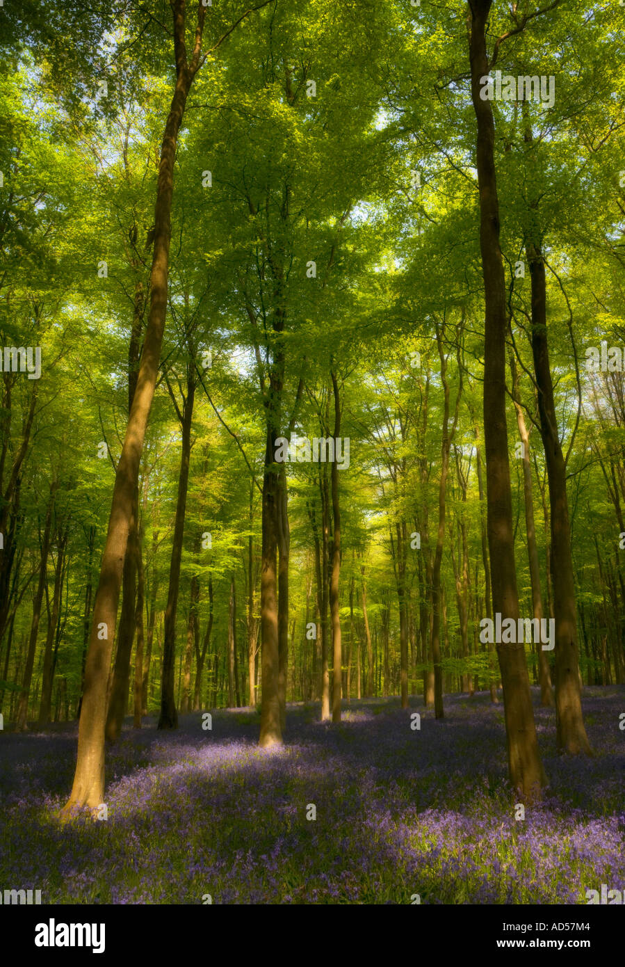Spring Bluebells in Embley Wood Hampshire, England Stock Photo - Alamy