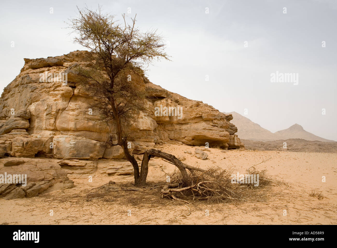 Travel acacia tree egypt hi-res stock photography and images - Alamy