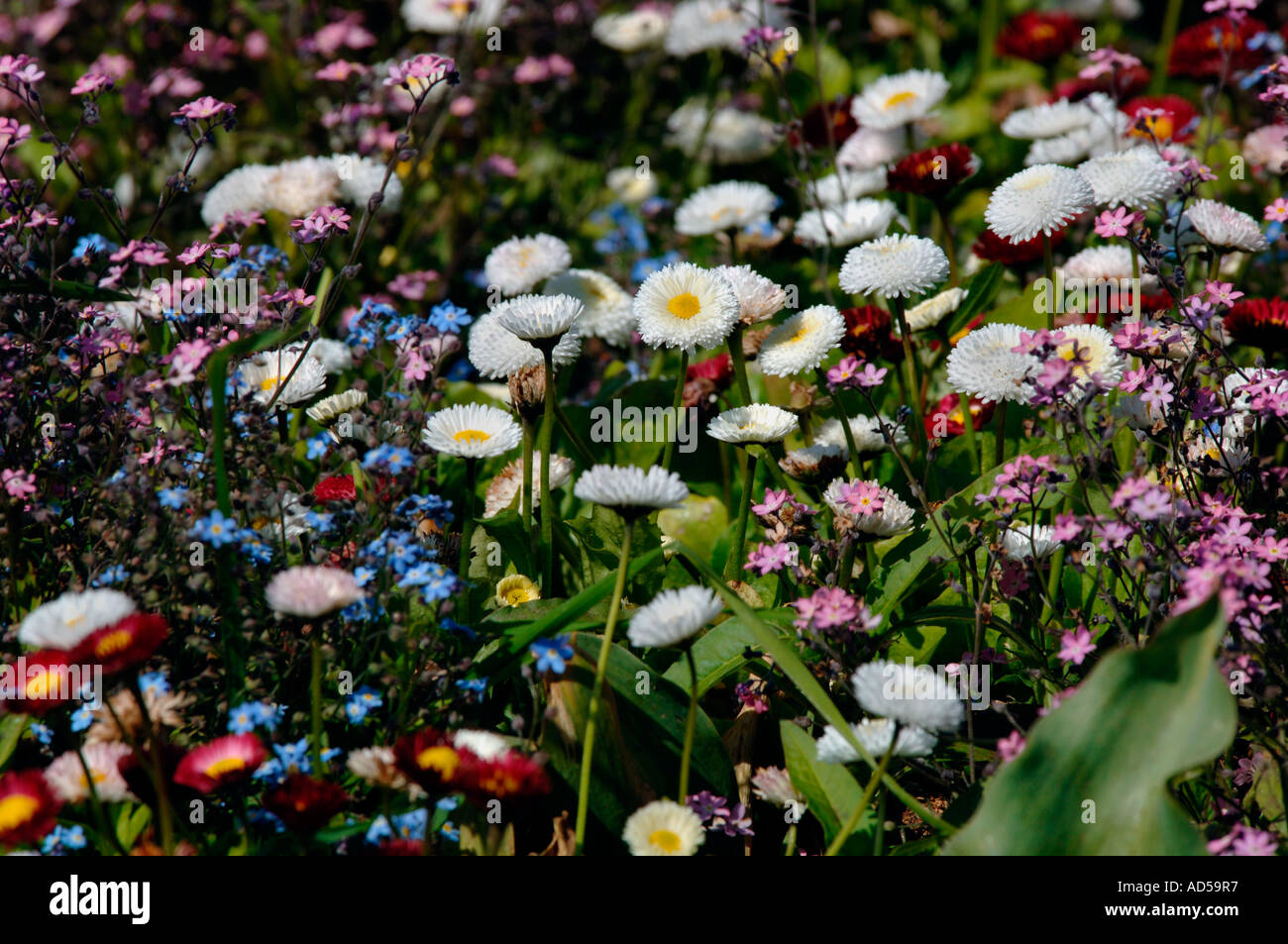 Assorted Flower Garden Stock Photo - Alamy