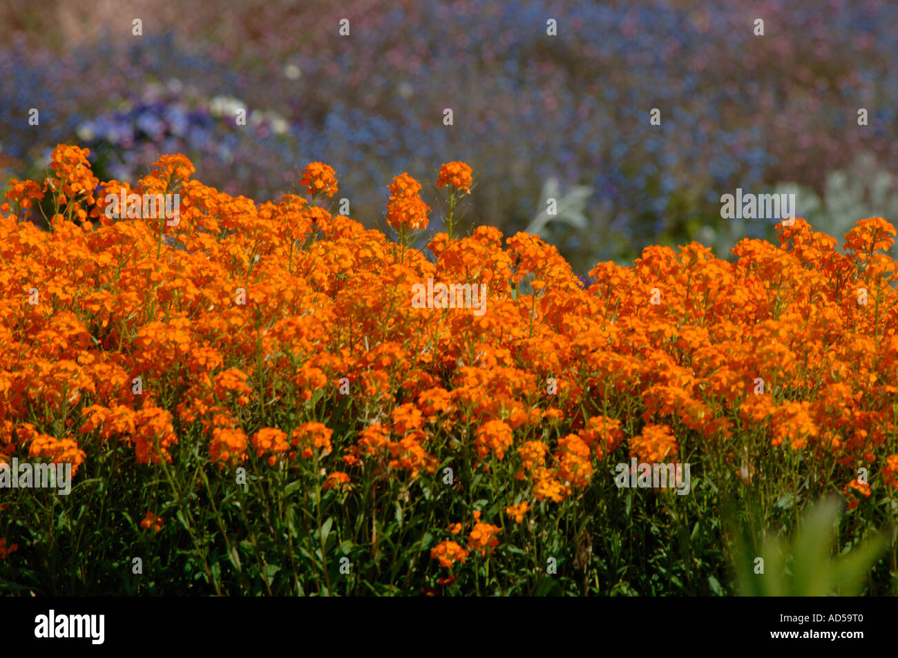 Candelabra primroses garden hi-res stock photography and images - Alamy