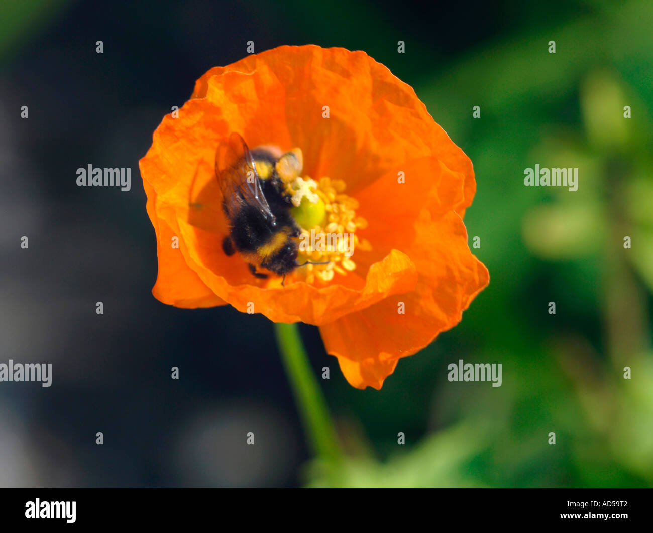 Types of pollination hi-res stock photography and images - Alamy