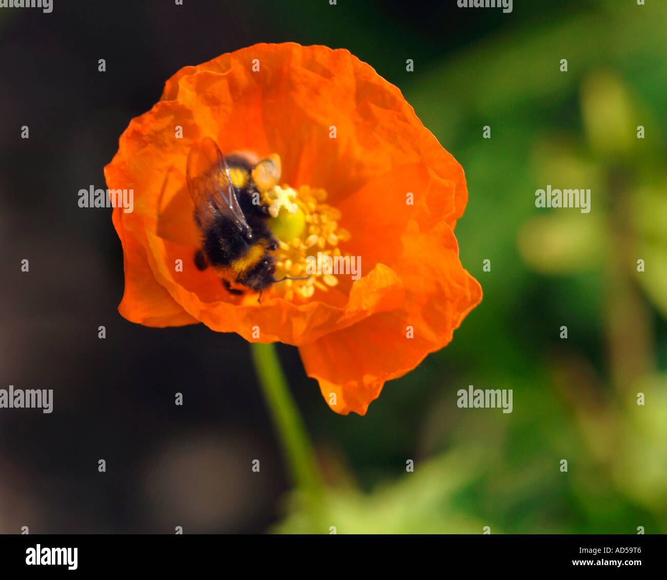 Bee In A Poppy Stock Photo - Alamy