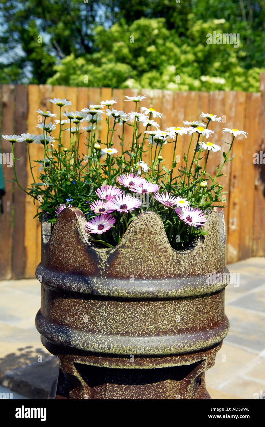 Chimney pot garden planted hi-res stock photography and images - Alamy