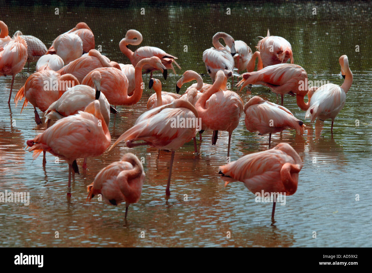 Flamingos at chester zoo hi-res stock photography and images - Alamy