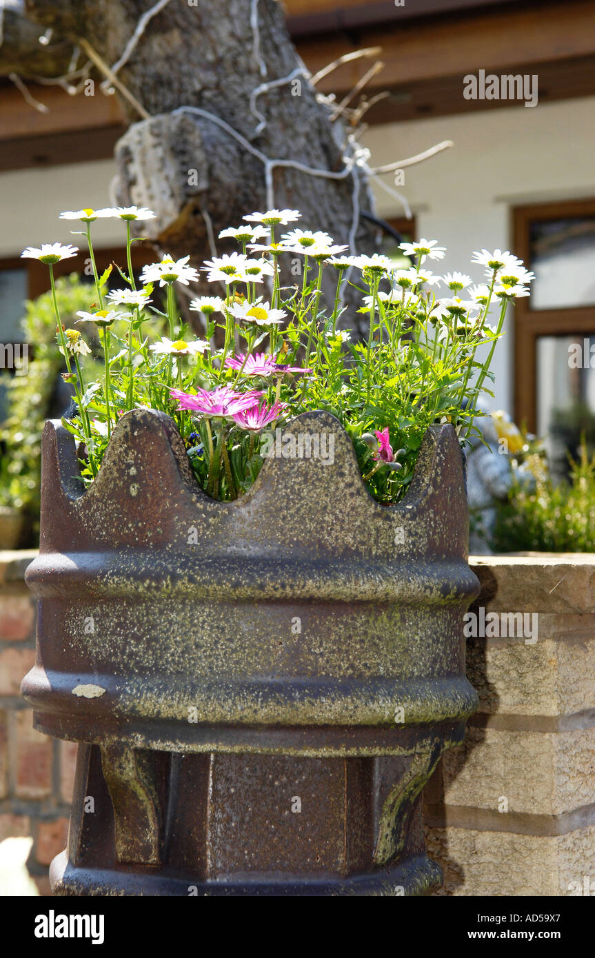 Flowers growing in old chimney pot Stock Photo - Alamy