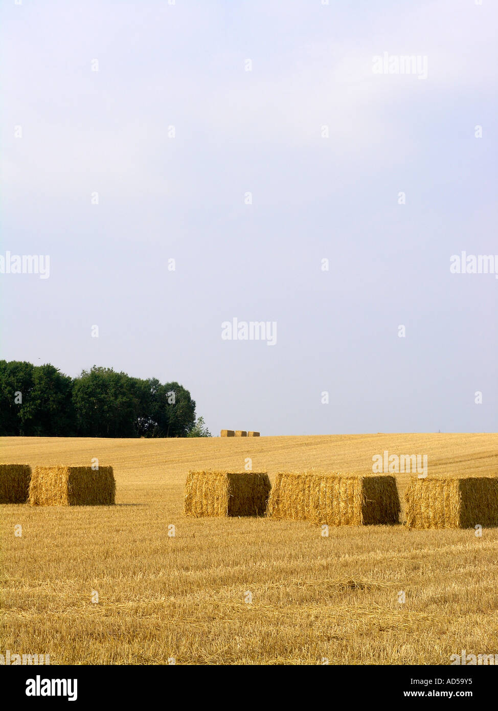 Barley jutland denmark hi-res stock photography and images - Alamy