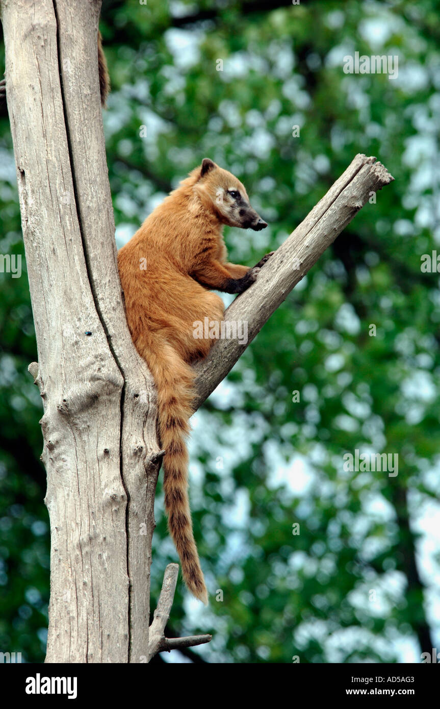 Coatimundis (Nasua nasua Stock Photo - Alamy