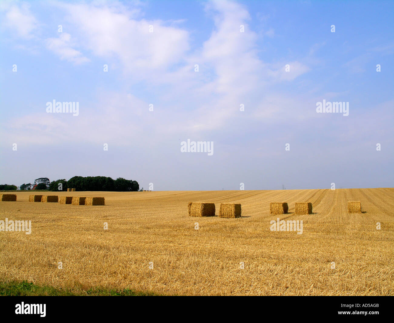 Barley jutland denmark hi-res stock photography and images - Alamy