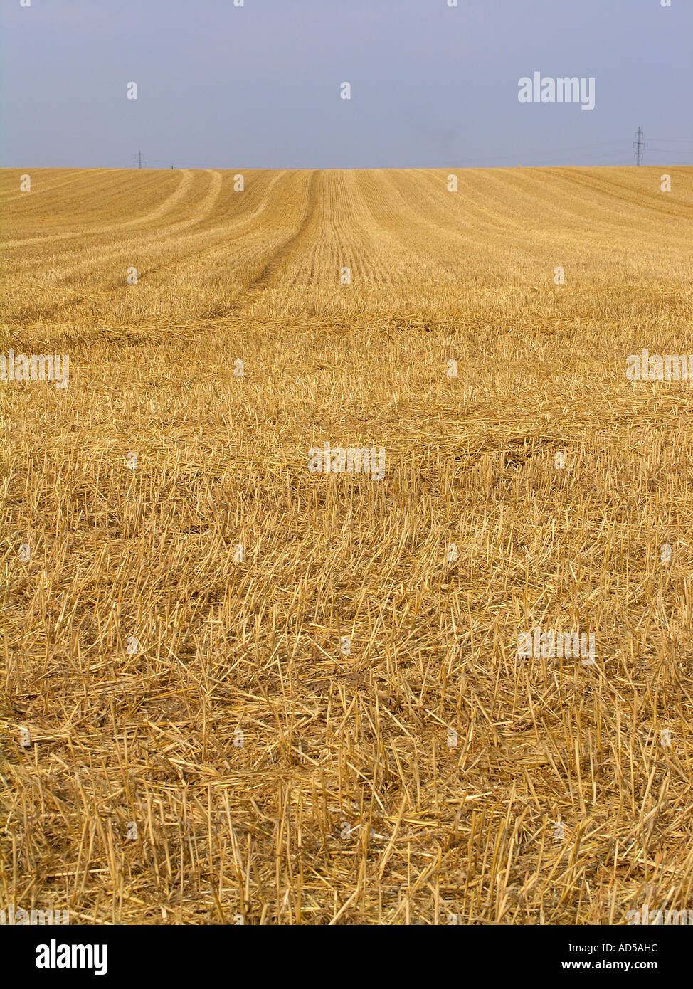 Newly harvested stubble field Jutland Denmark Stock Photo - Alamy