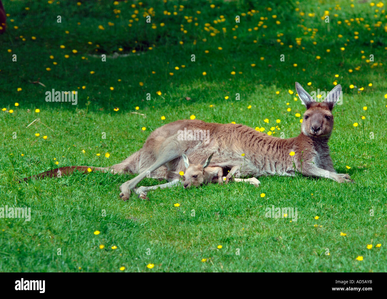 Red Female kangaroo & Joey (Macropus rufus Stock Photo - Alamy