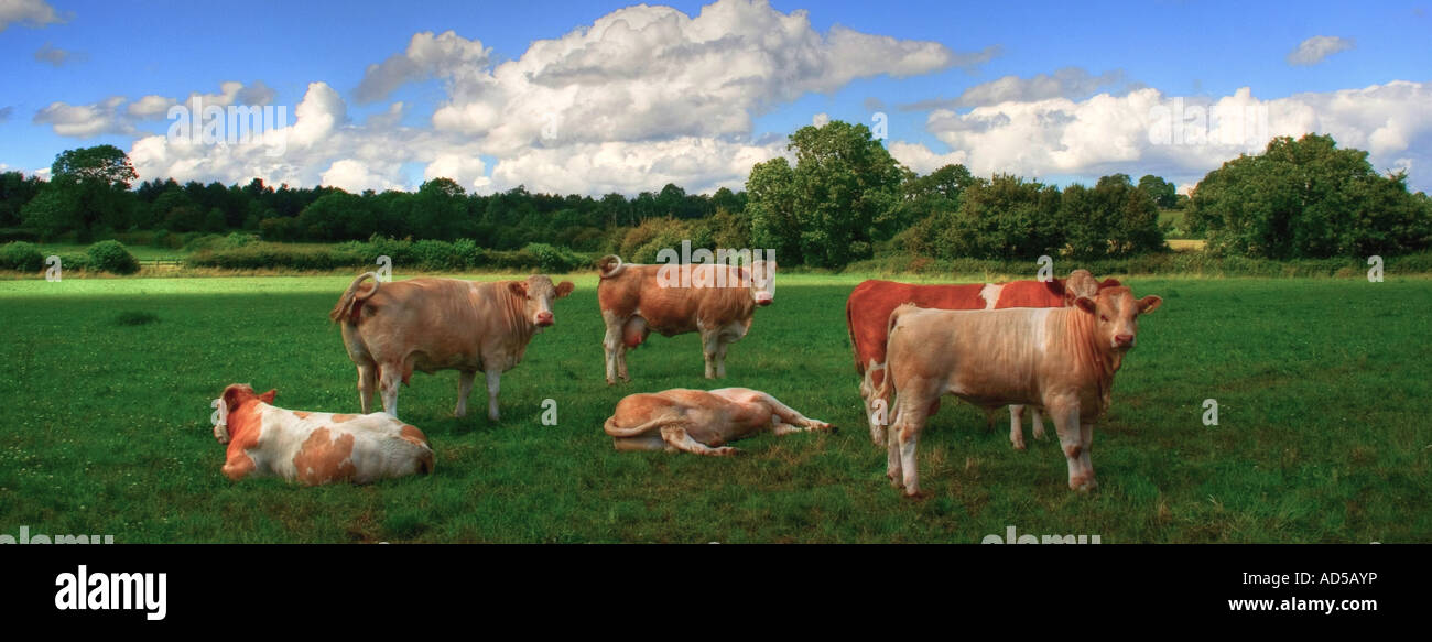 Different Colored Cows In A Field Stock Photo - Alamy