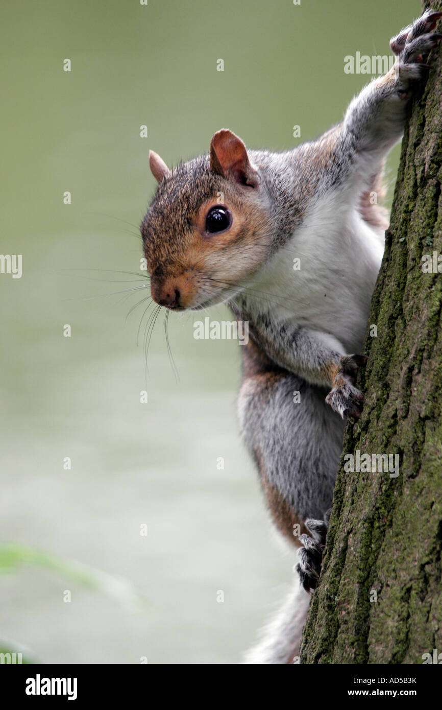 Squirrel on tree hi-res stock photography and images - Alamy