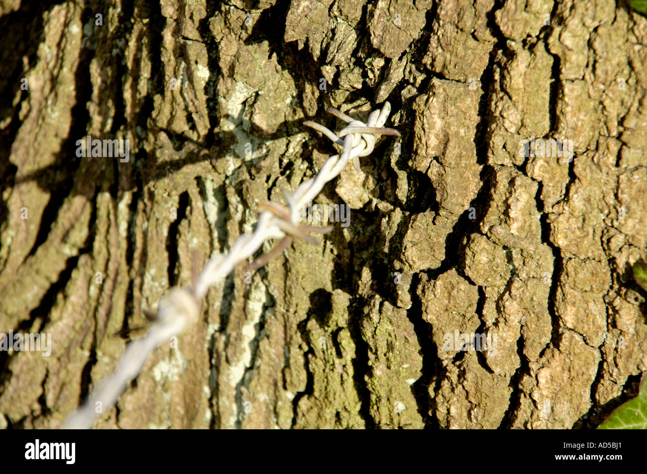 Tree allt yr yn nature hi-res stock photography and images - Alamy