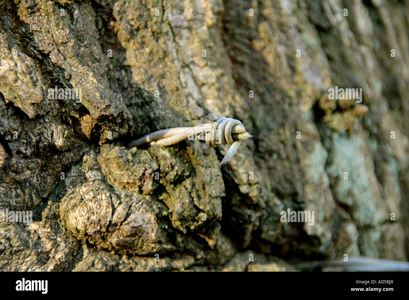 Barbed wire looking as if it is growing from a tree at Allt Yr Yn ...