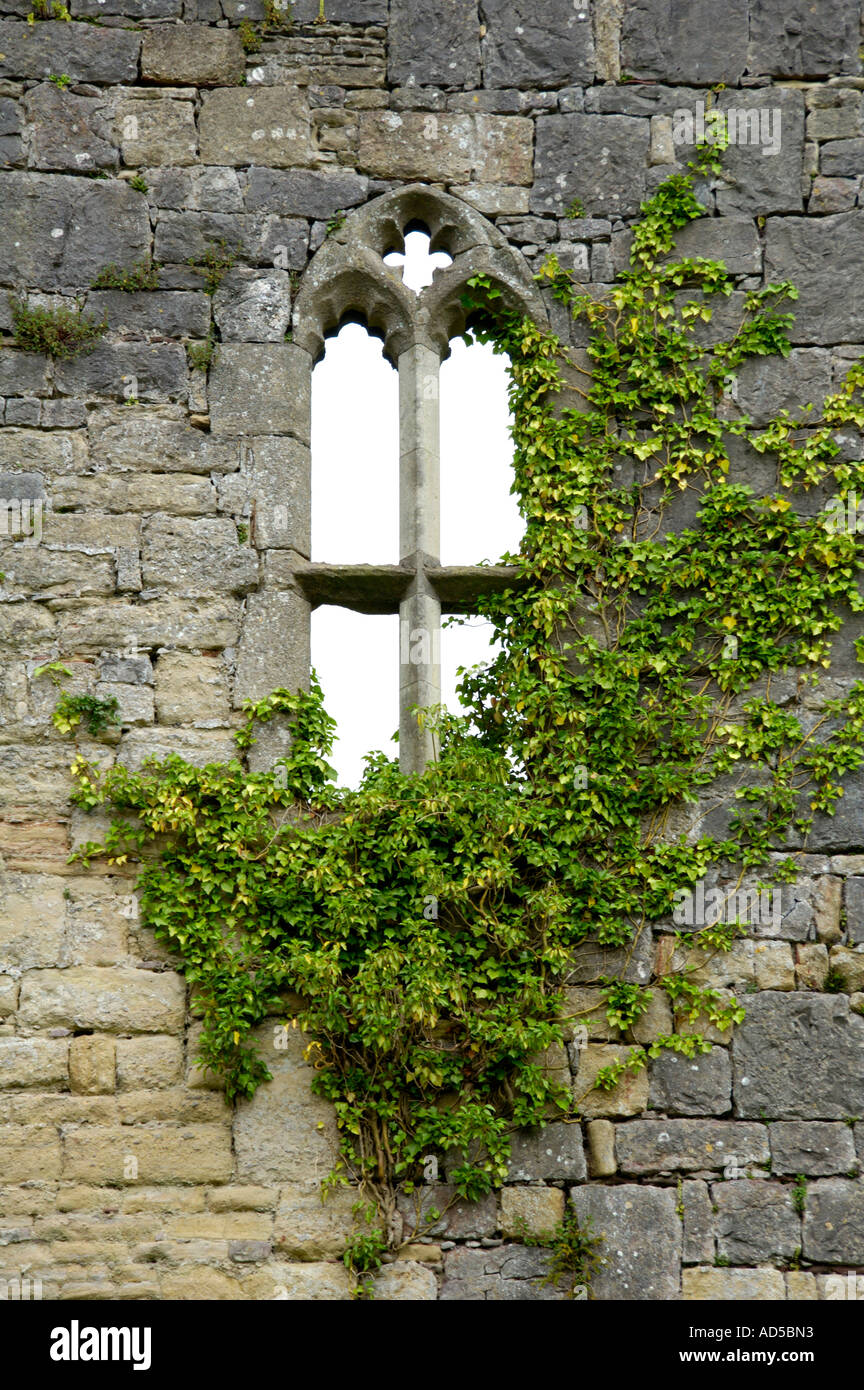 Ivy covered window at Caldicot Castle which dates from the 11th Century ...