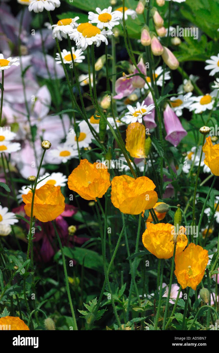 Mixture Of Garden Flowers Stock Photo - Alamy