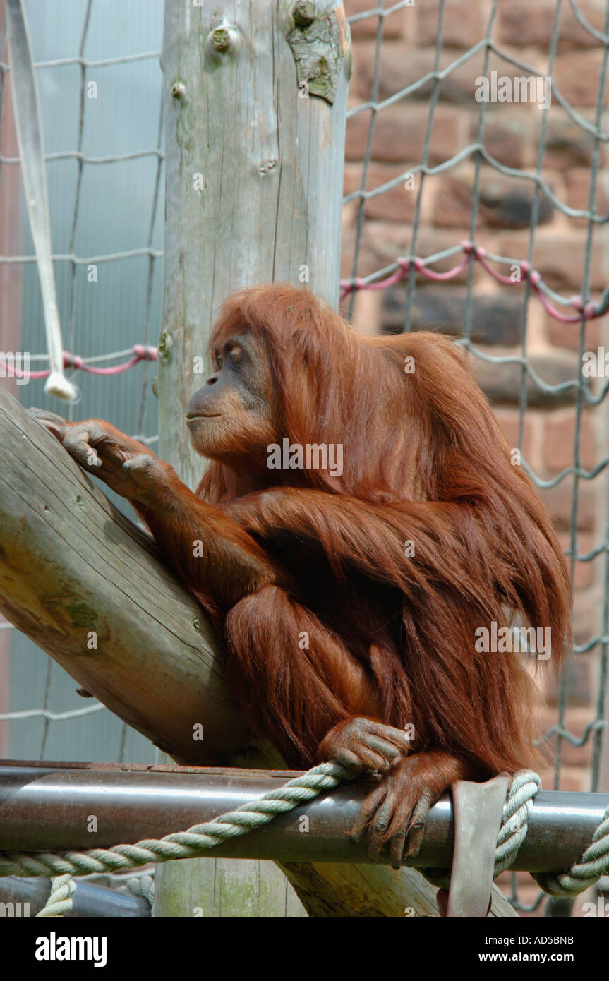 Orangutan (Pongo pygmaeus Stock Photo - Alamy