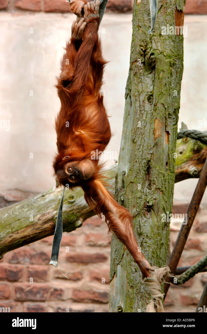 Pongo display hi-res stock photography and images - Alamy