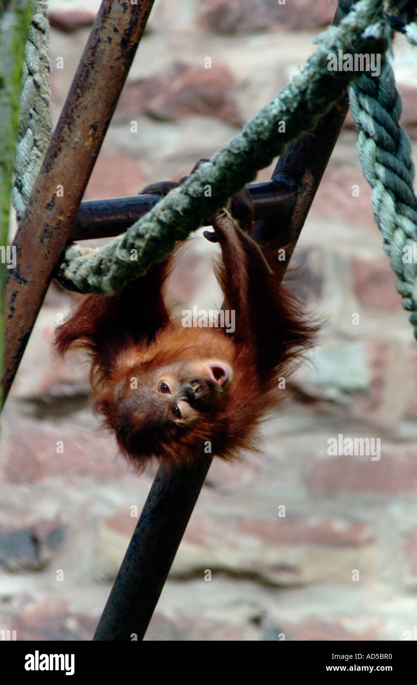 Pongo display hi-res stock photography and images - Alamy