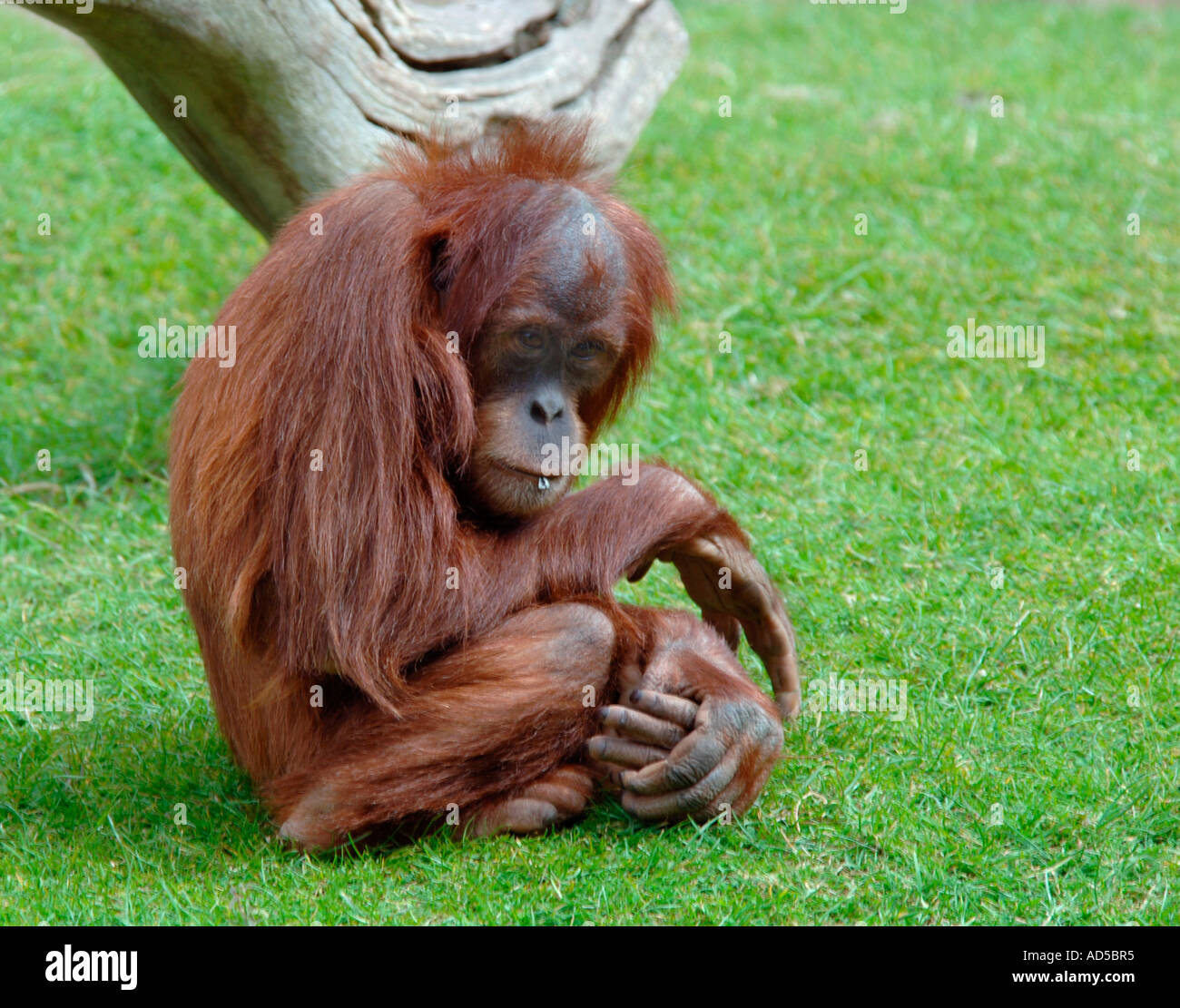 Orangutan (Pongo pygmaeus Stock Photo - Alamy