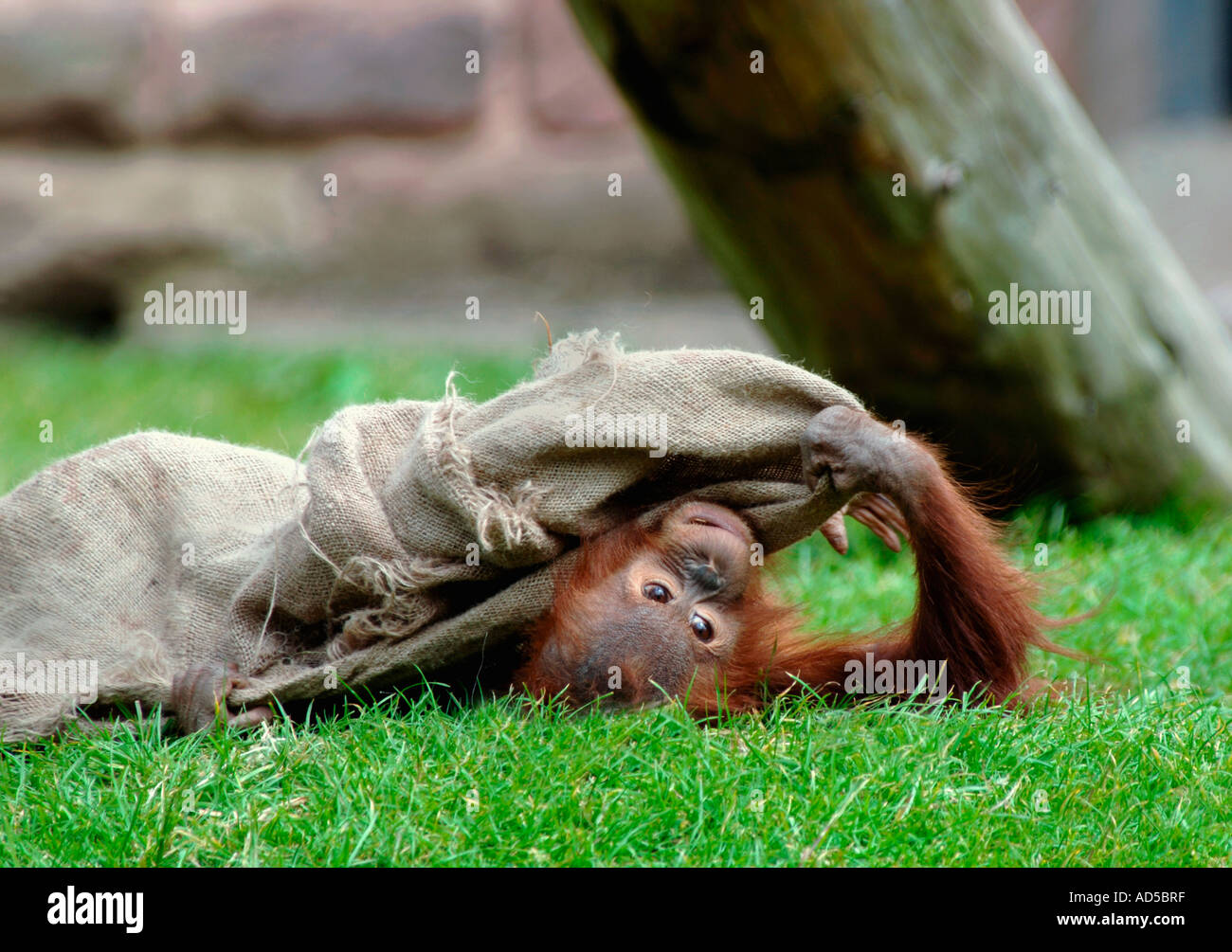 Pongo display hi-res stock photography and images - Alamy