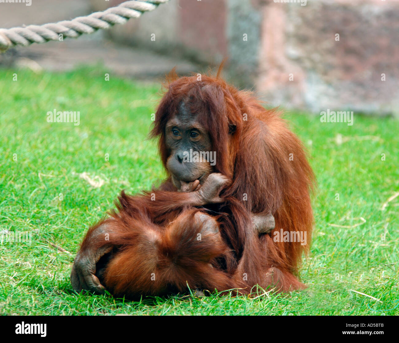 Orangutans (Pongo pygmaeus Stock Photo - Alamy