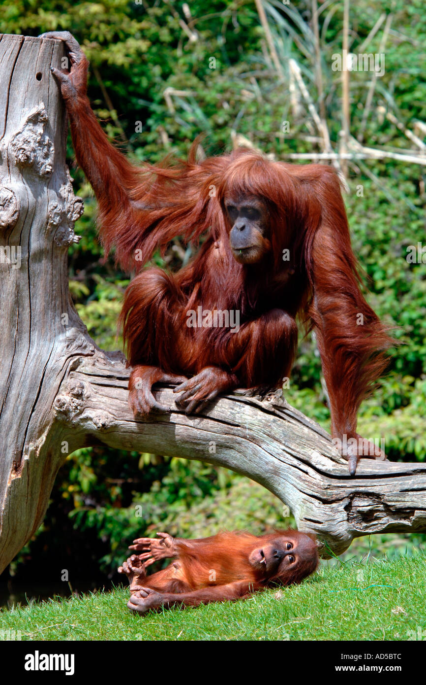 Orangutans (Pongo pygmaeus Stock Photo - Alamy