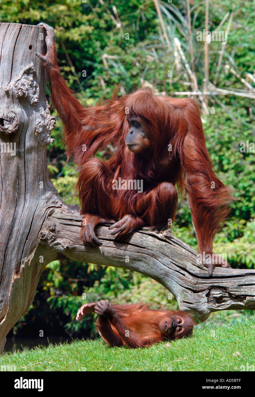 Orangutans (Pongo pygmaeus Stock Photo - Alamy