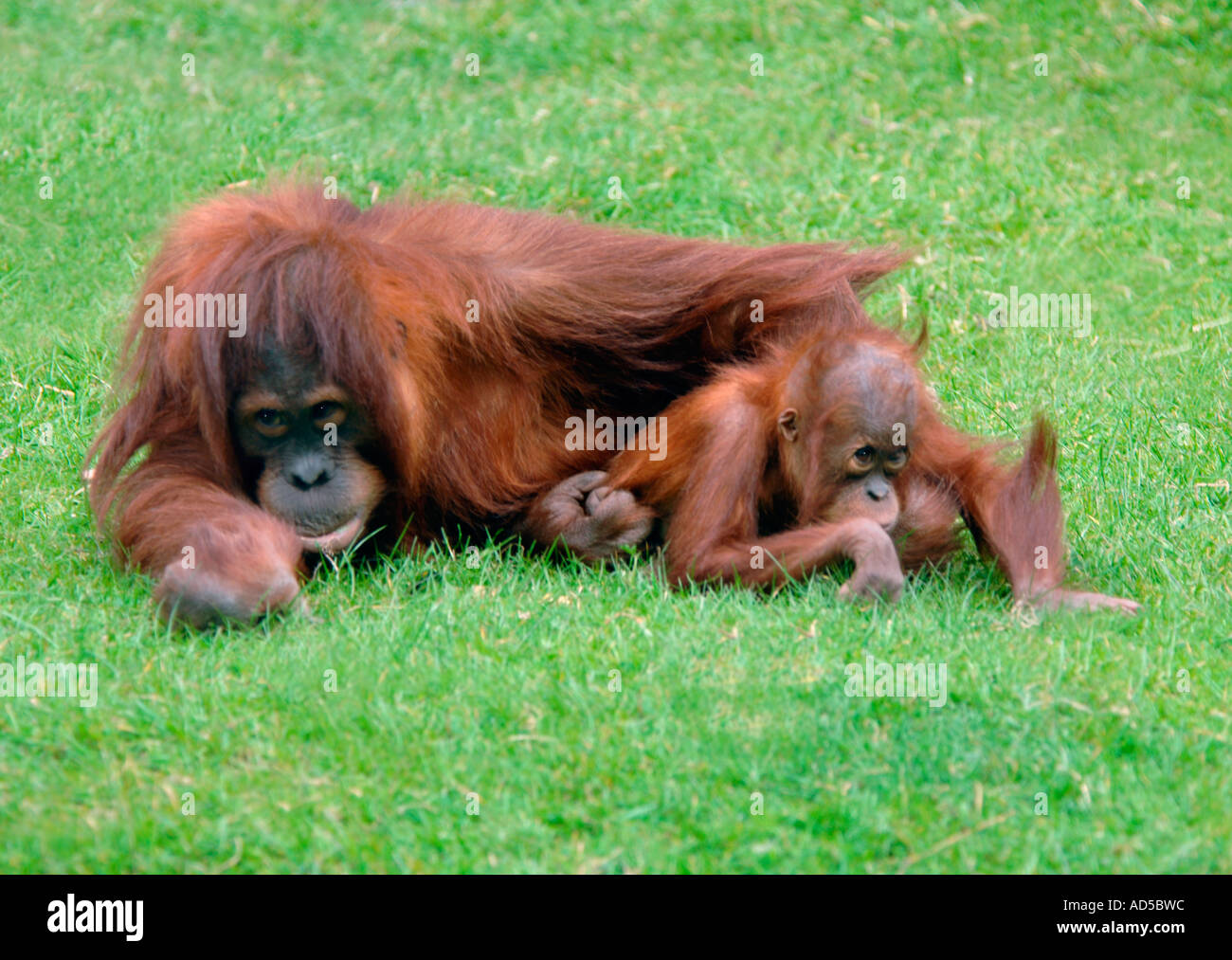 Orangutans (Pongo pygmaeus Stock Photo - Alamy