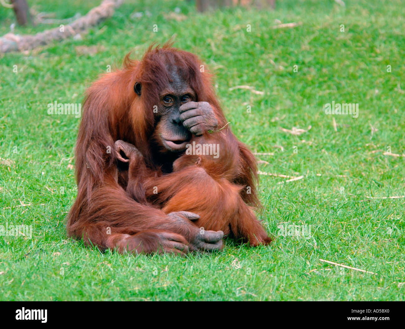 Orangutans (Pongo pygmaeus Stock Photo - Alamy