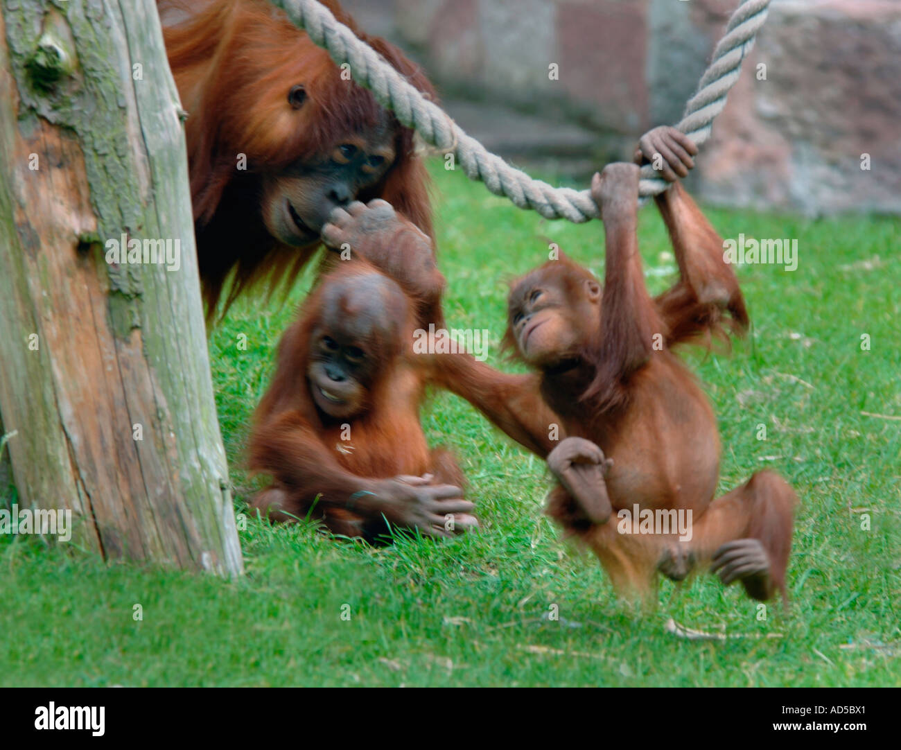 Orangutans (Pongo pygmaeus Stock Photo - Alamy